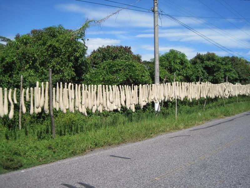 What is luffa and what is it used for? - Luffa Sponges