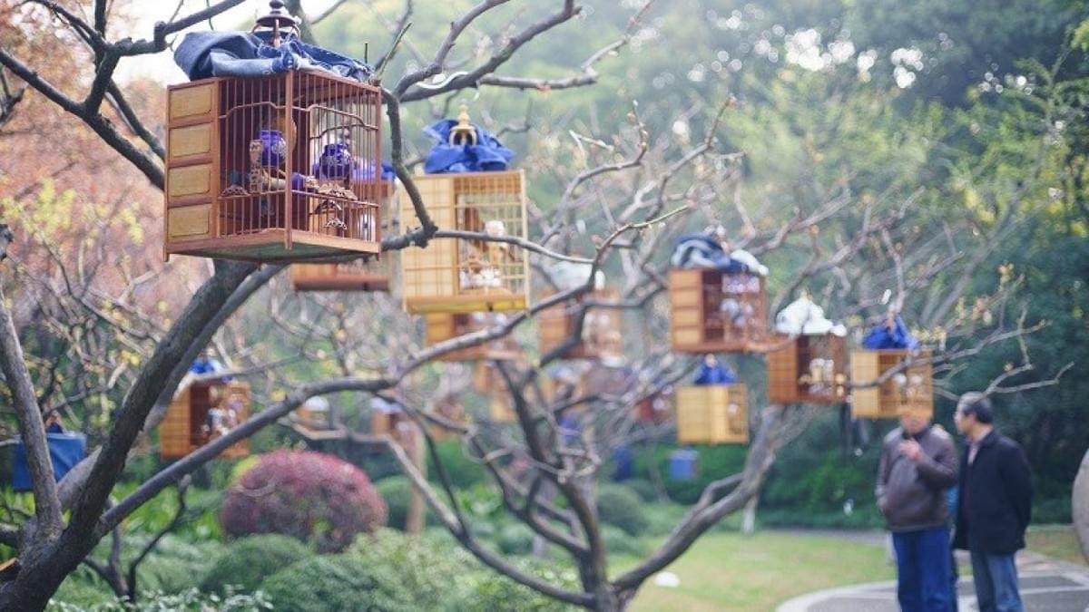 GOING FOR A WALK IN A CAGE? 10 FACTS ABOUT BIRD KEEPING...