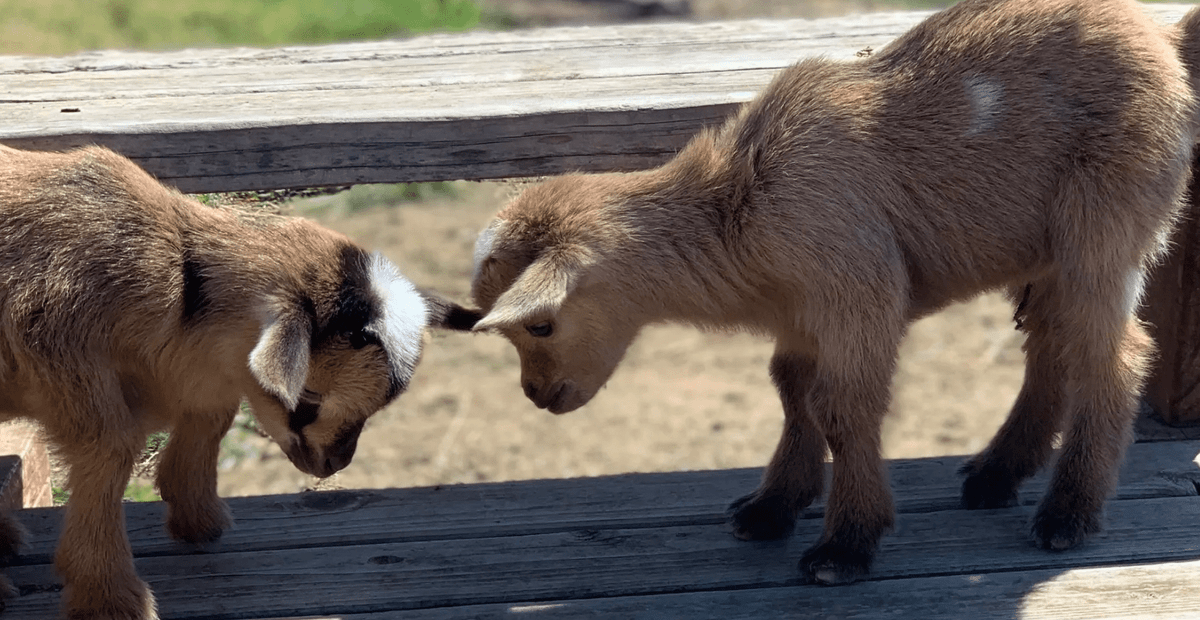 Baby Goats- Fun on the Farm
