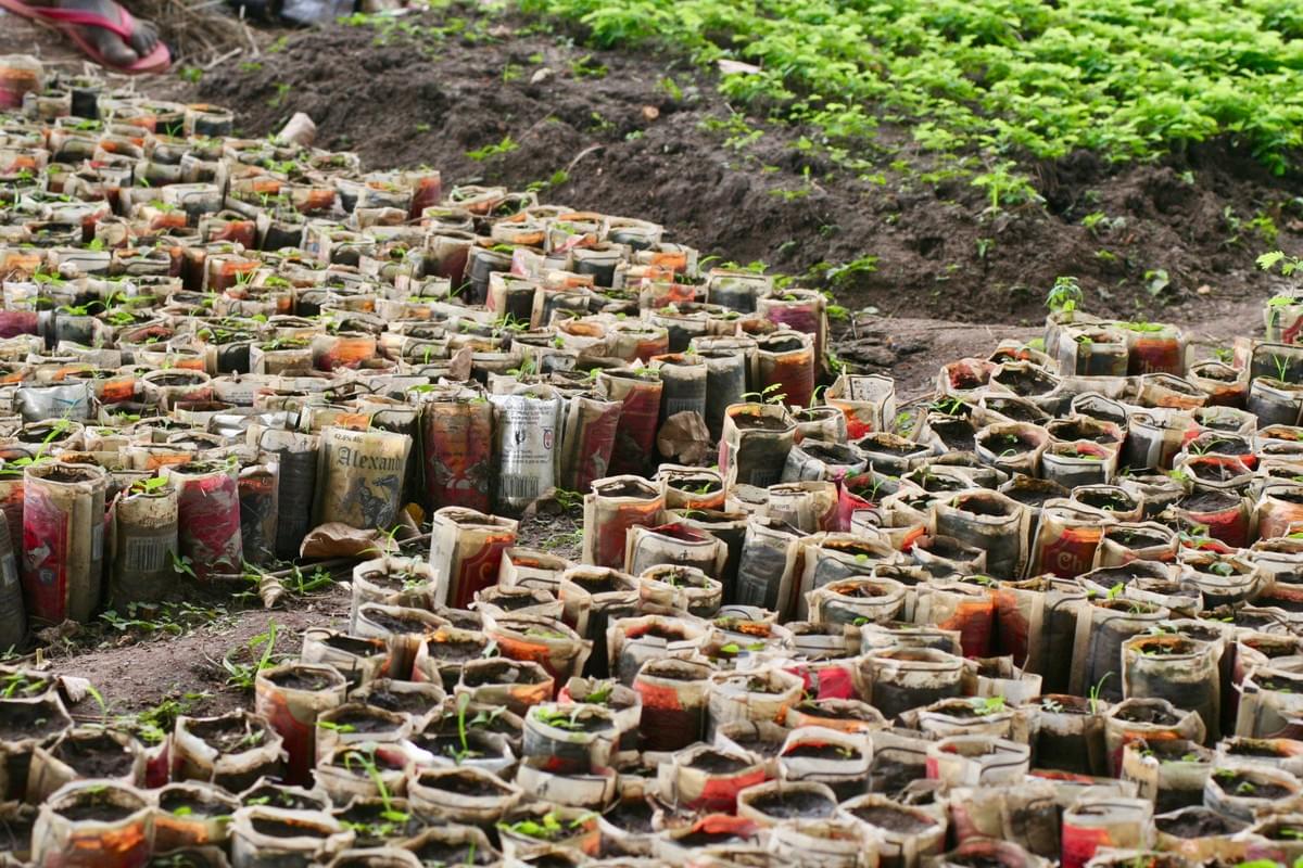 History - TIST Program | Growing trees, growing leaders | 110,000+ farmers planting 22,300,000 ...