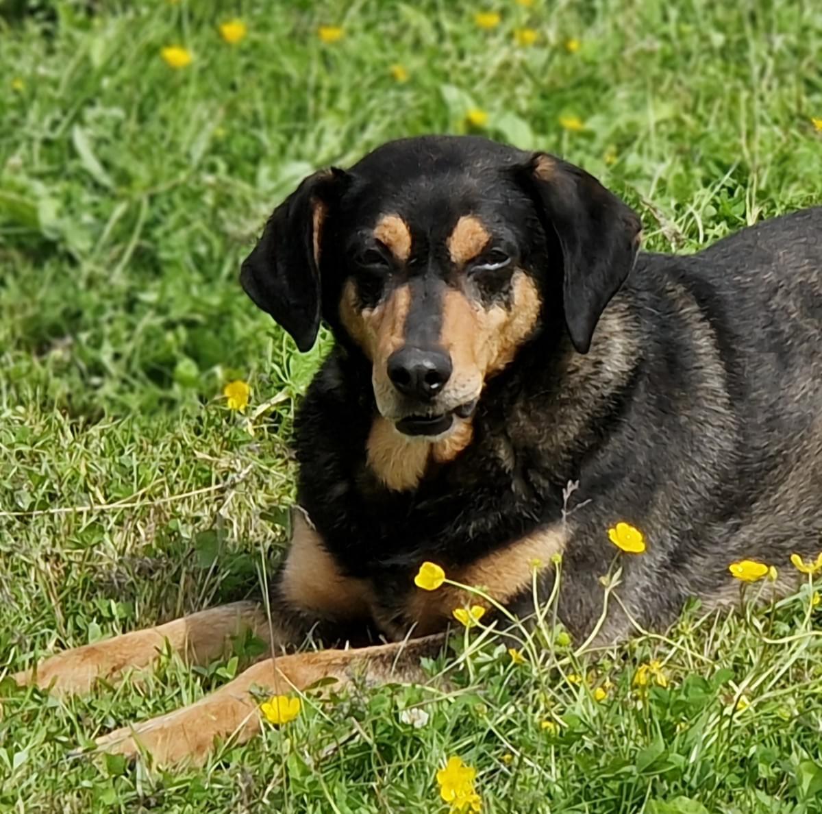 Penny Jones Animal Hospice