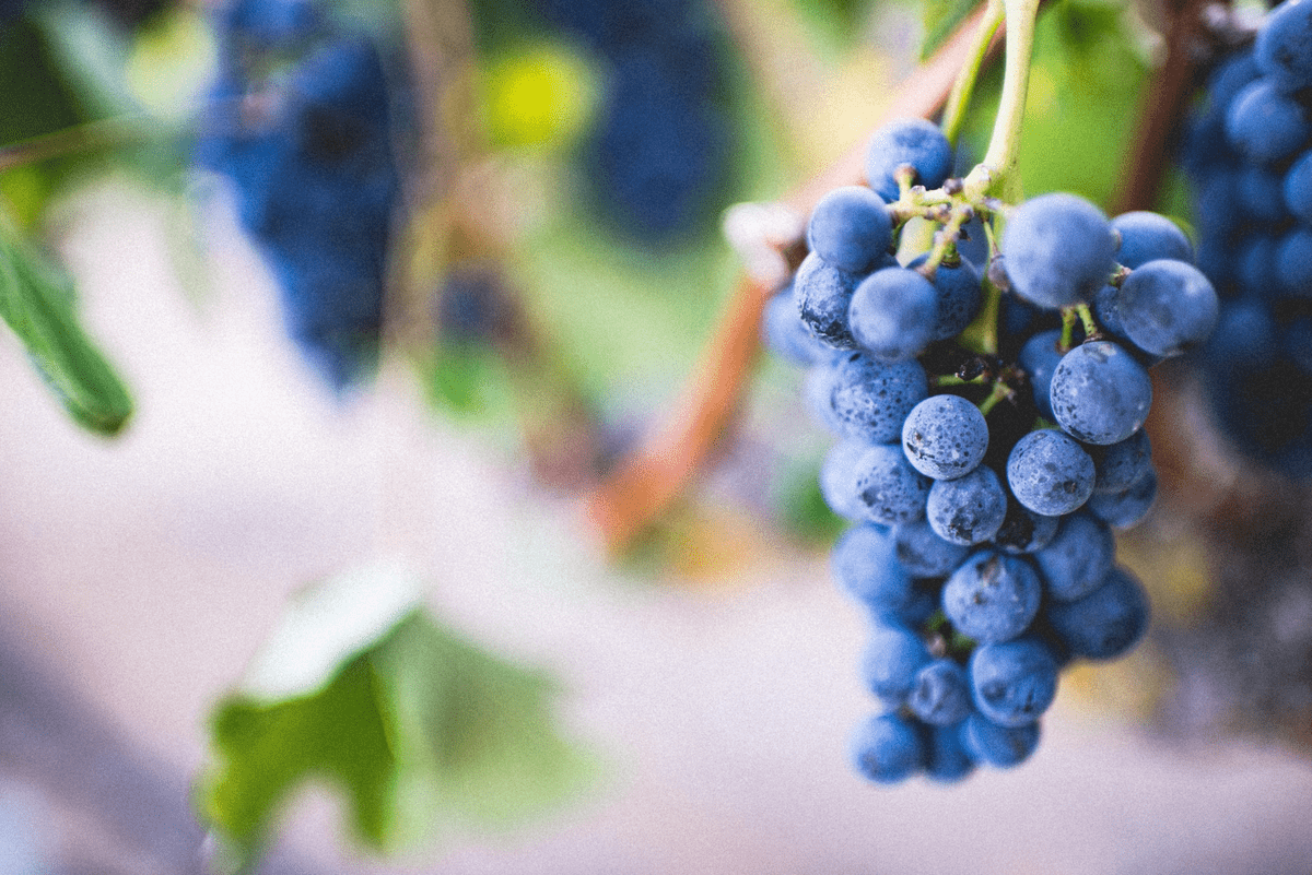 Halal Substitution For Wine In Recipes Halal Wine Sub Halal Substitution For Wine In Recipes Halal Wine Sub