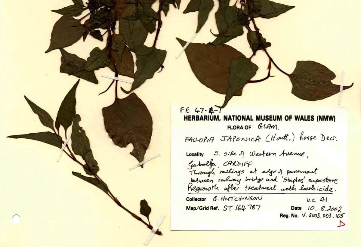 Can you speak knotweed? - article