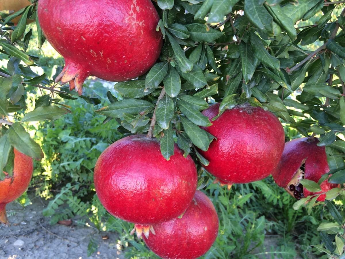 Les grenadiers : nouveau defi de l'exploitation