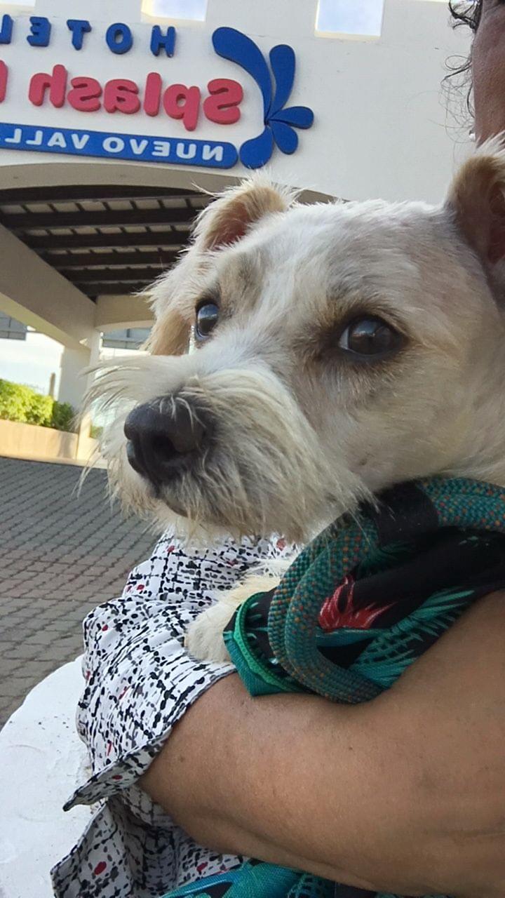 Dogs for Adoption Small - Salty Dog Rescue