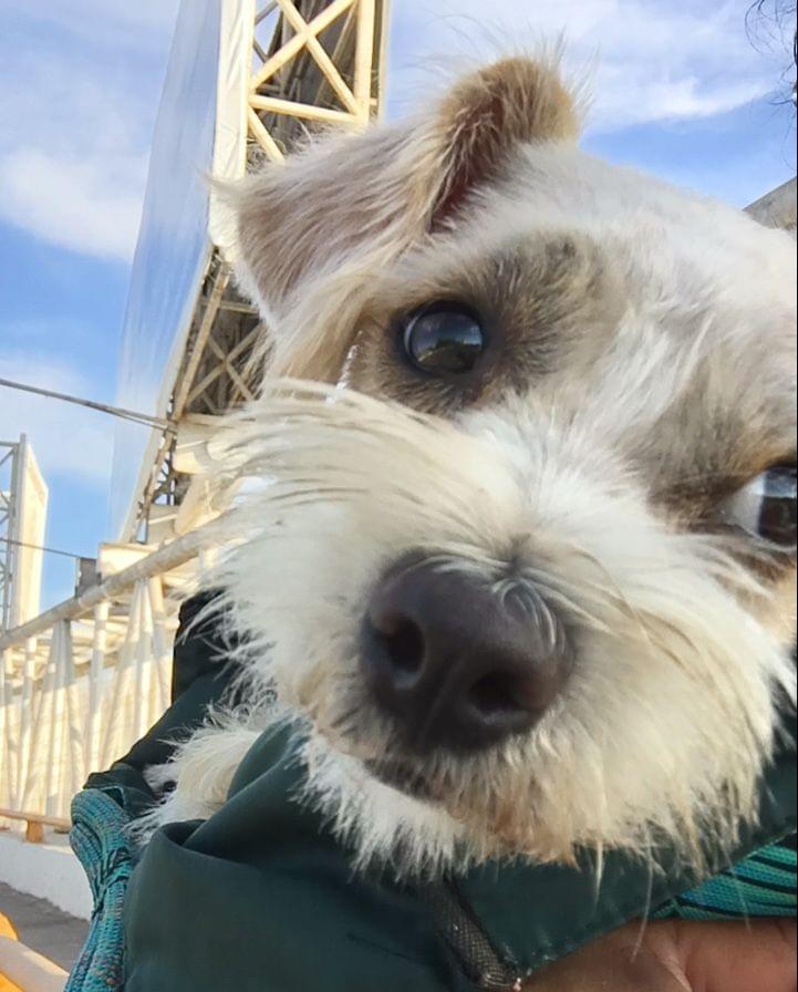 Dogs for Adoption Small - Salty Dog Rescue