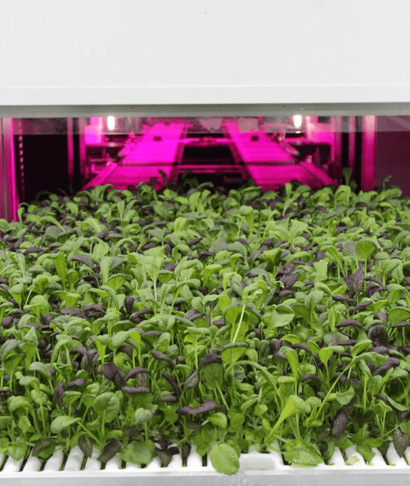 Home - Growy | Next-Level Farm