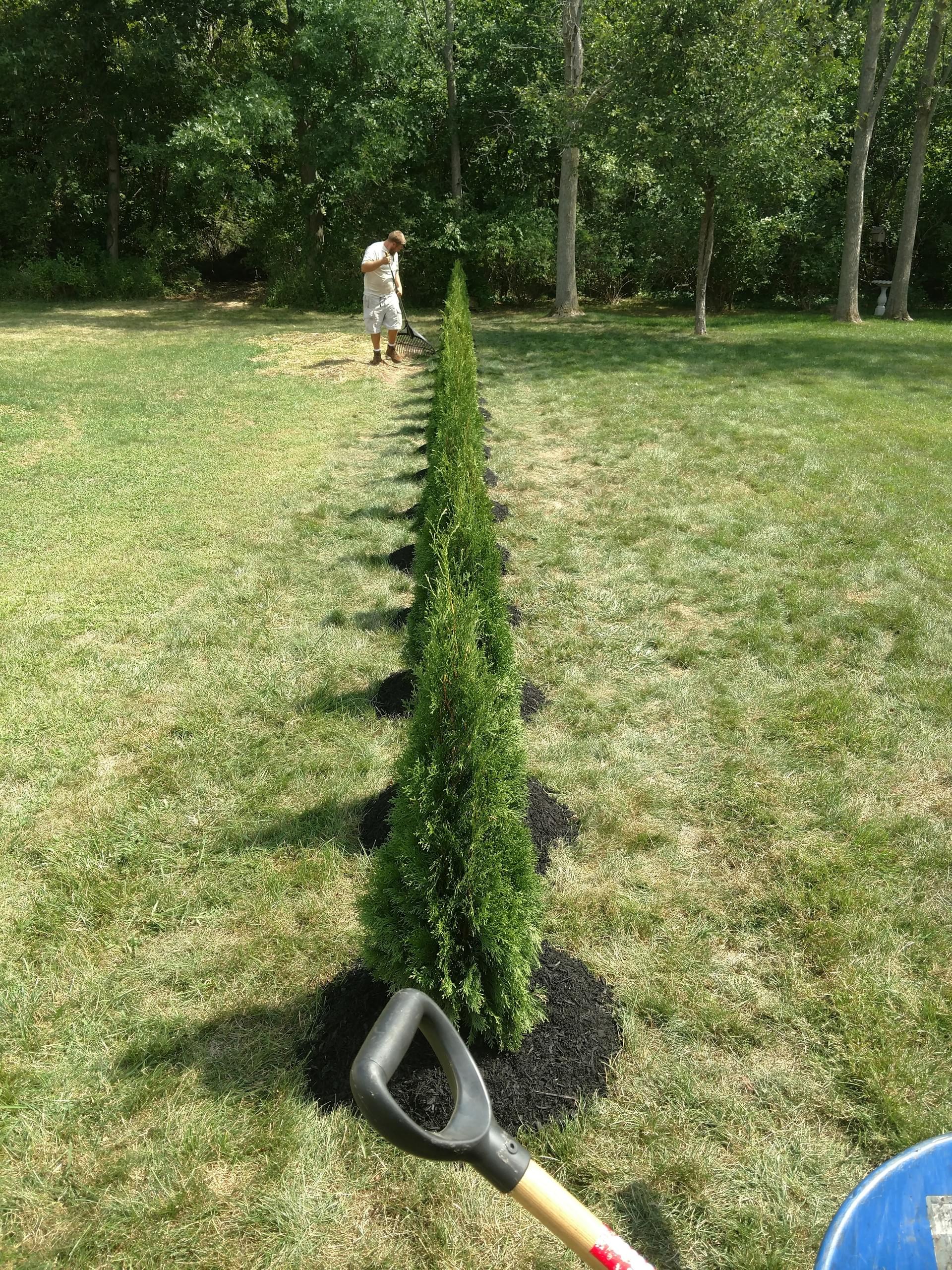Evergreen Tree & Landscape