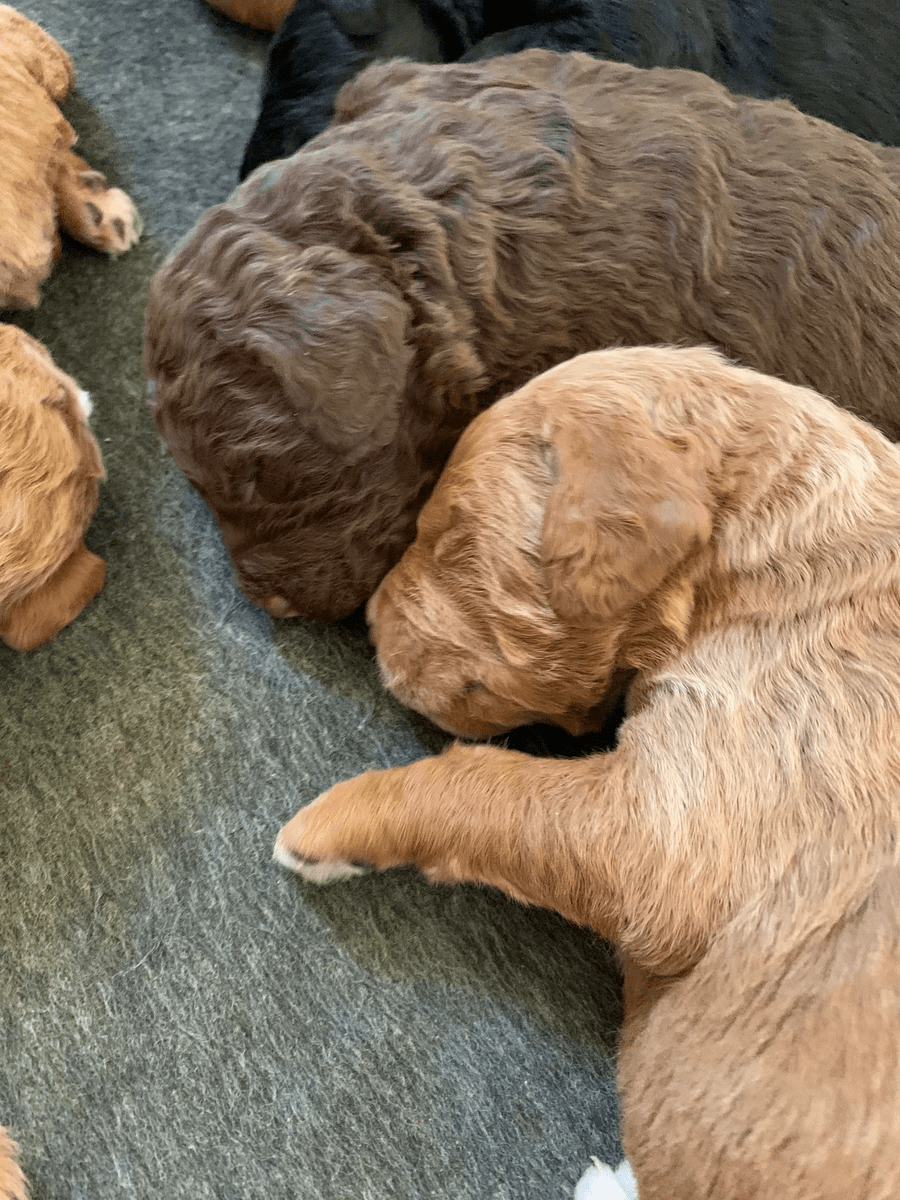 Photo Gallery - Boss Doodles