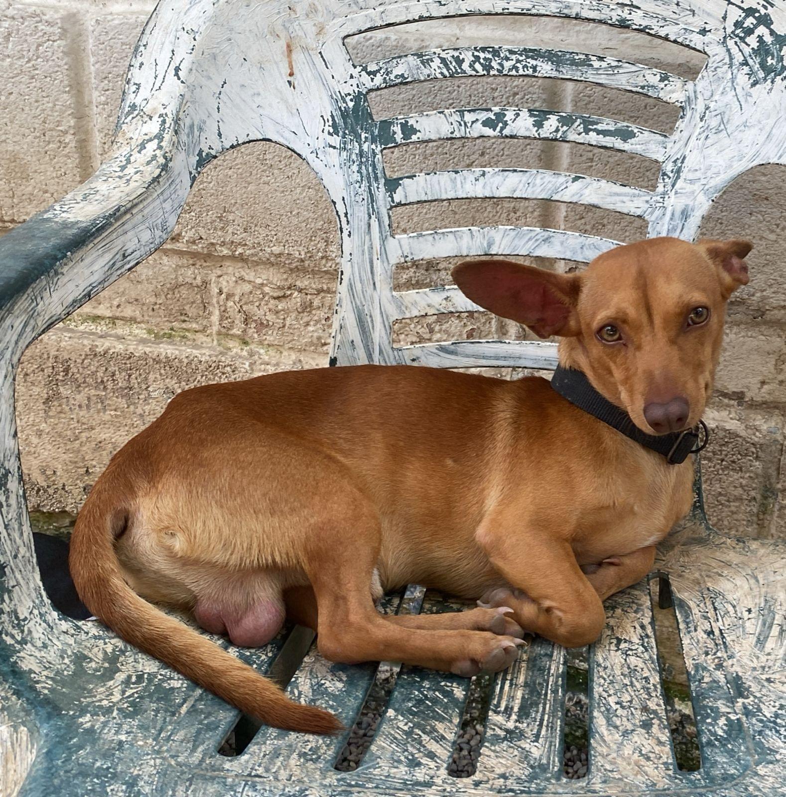 Dogs for Adoption Small - Salty Dog Rescue