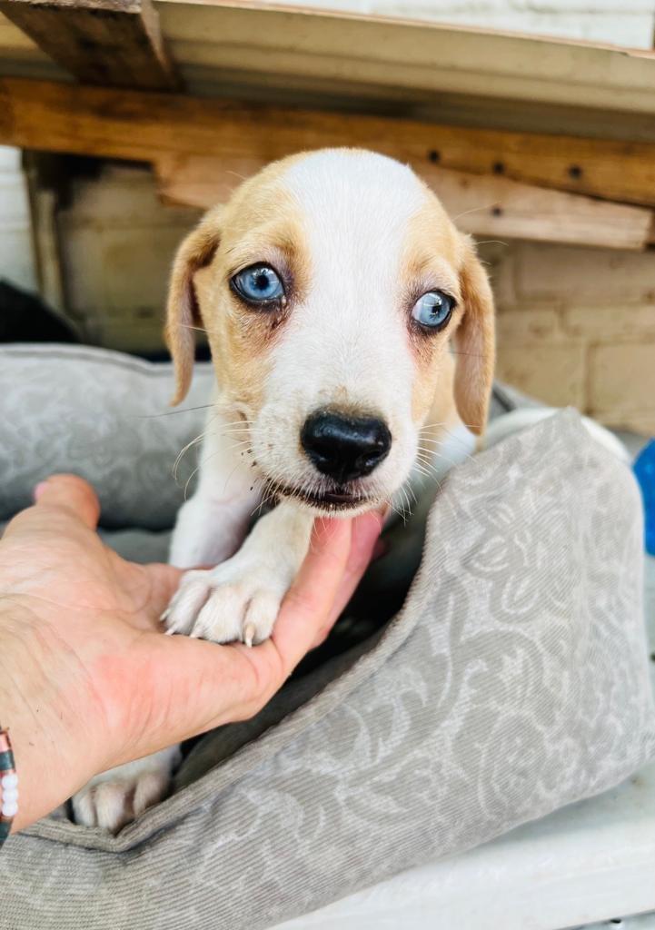 Dogs for Adoption Small - Salty Dog Rescue