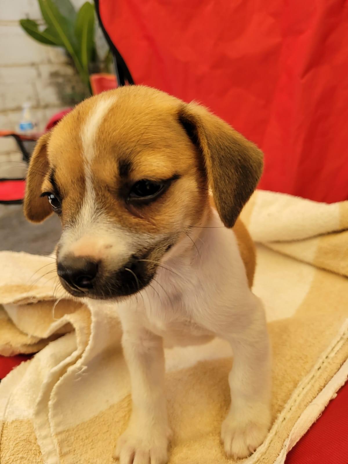 Dogs for Adoption Small - Salty Dog Rescue