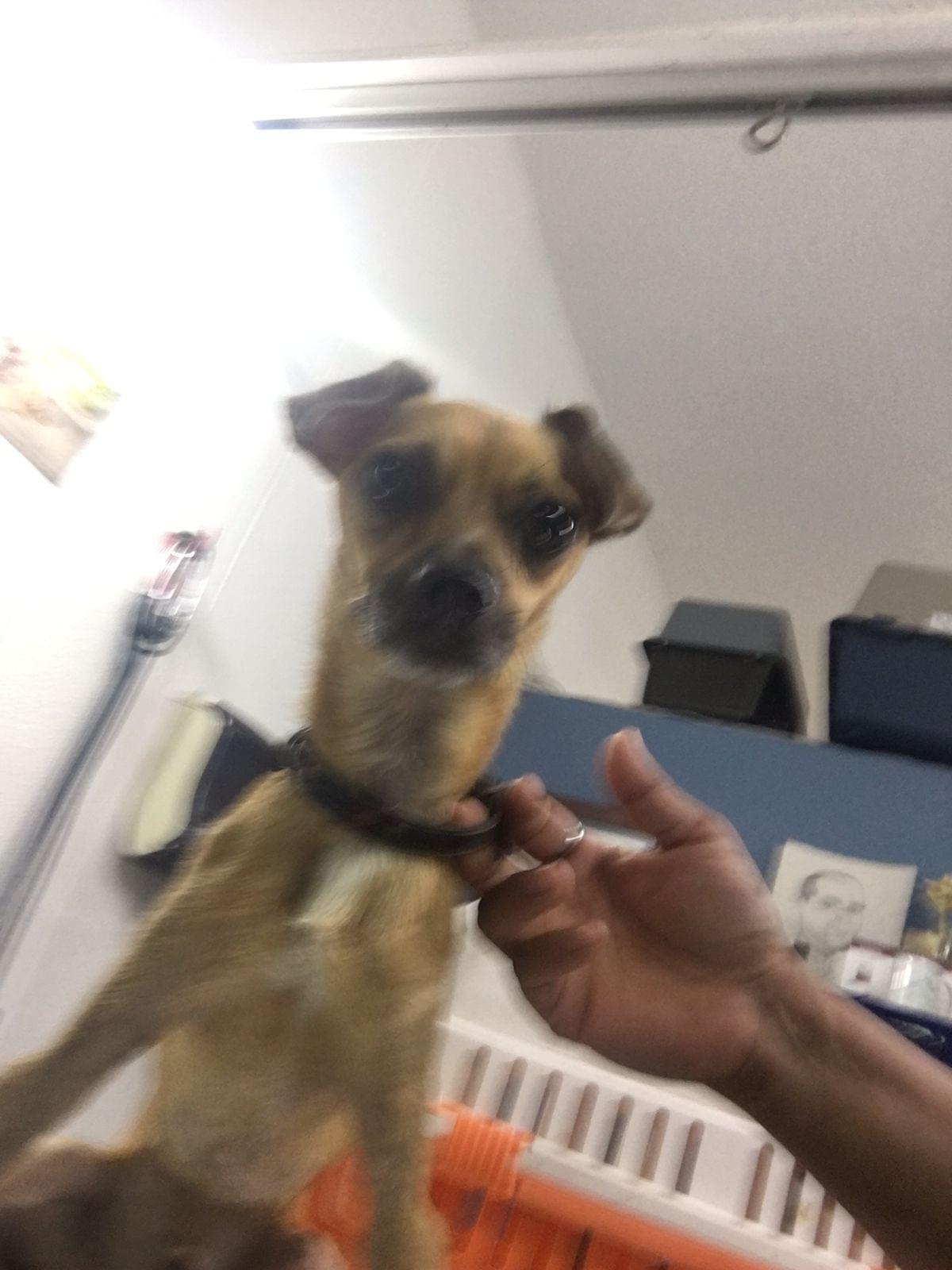 Dogs for Adoption Small - Salty Dog Rescue