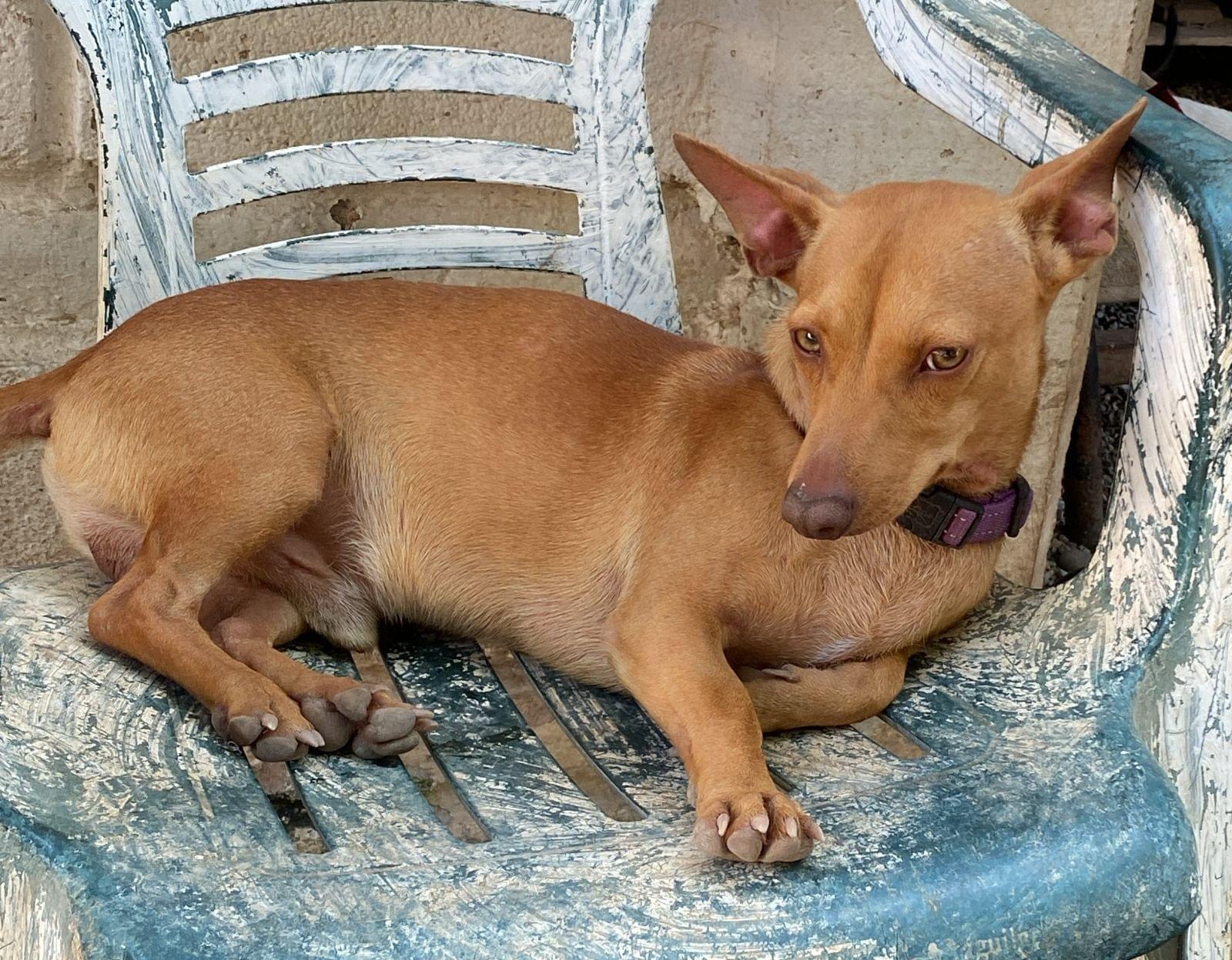Dogs for Adoption Small - Salty Dog Rescue