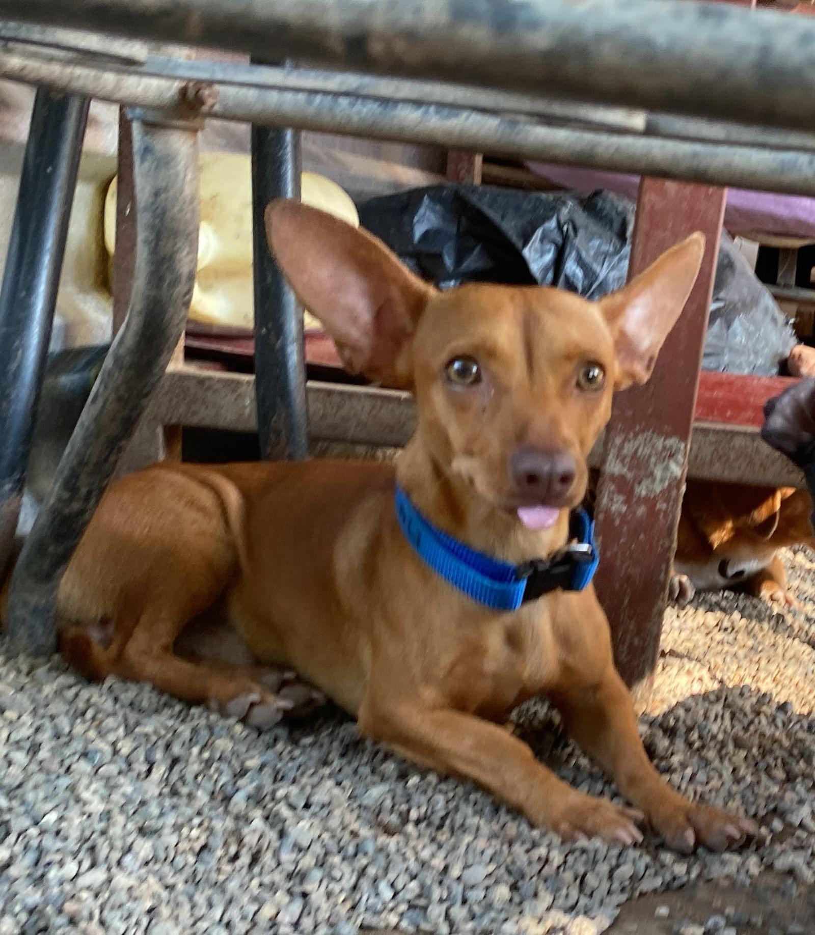 Dogs for Adoption Small - Salty Dog Rescue