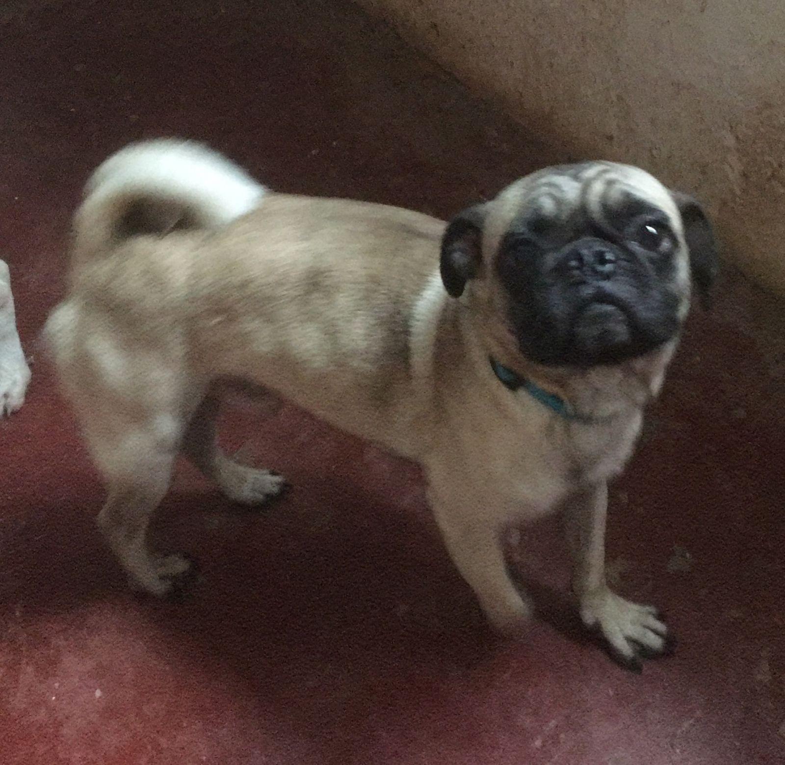 Dogs for Adoption Small - Salty Dog Rescue