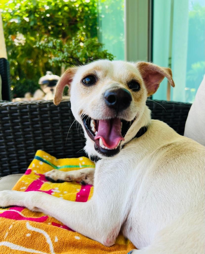 Dogs for Adoption Small - Salty Dog Rescue
