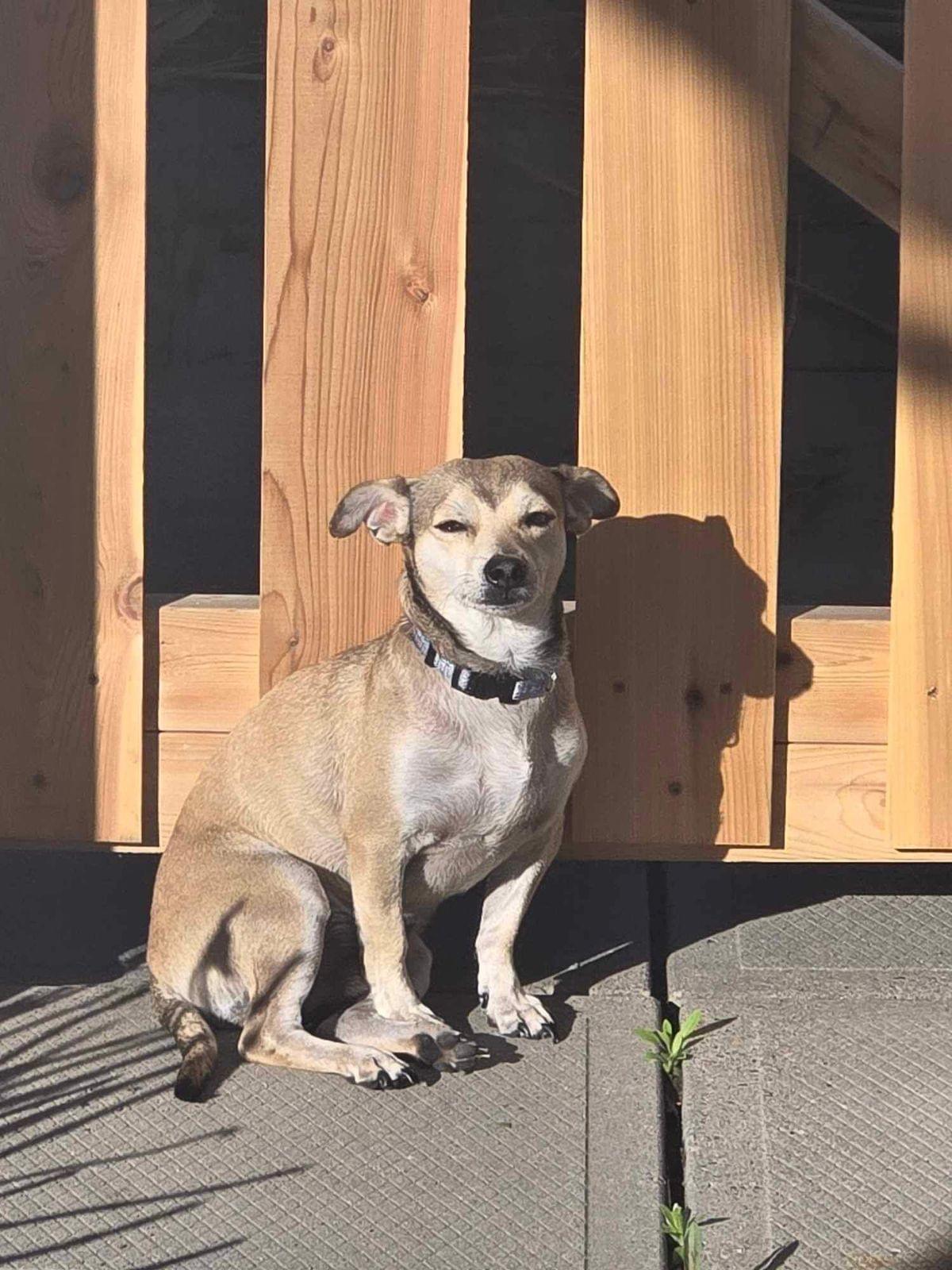 Dogs for Adoption Small - Salty Dog Rescue