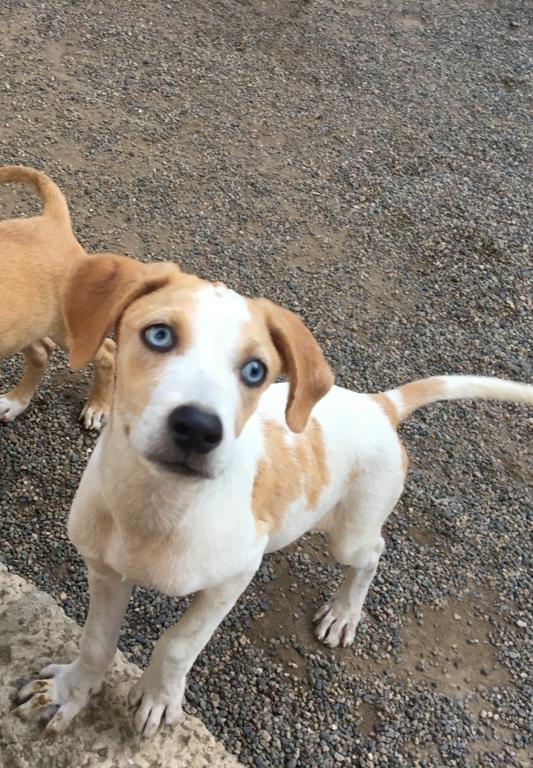 Dogs for Adoption Small - Salty Dog Rescue