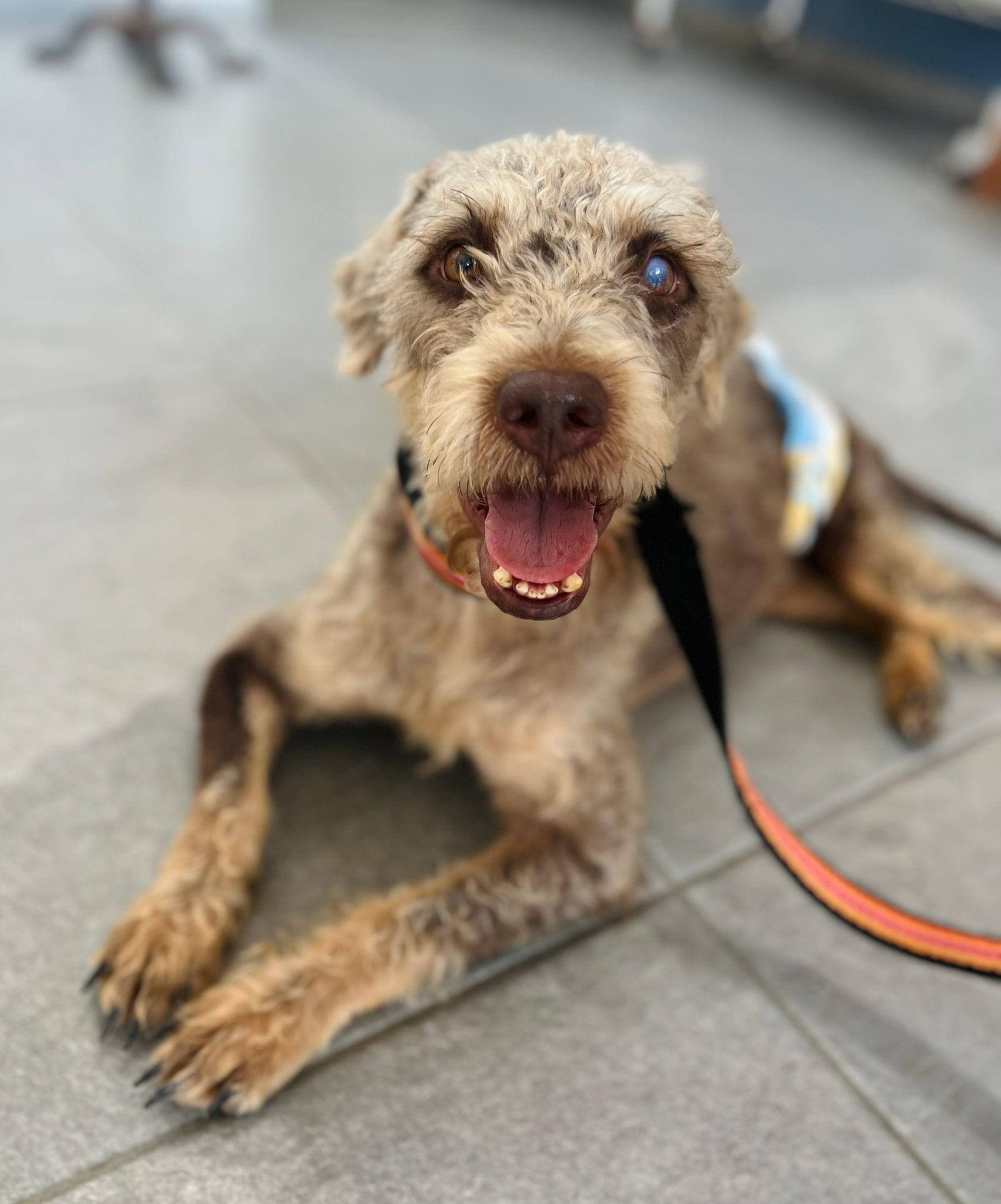 Dogs for Adoption Small - Salty Dog Rescue