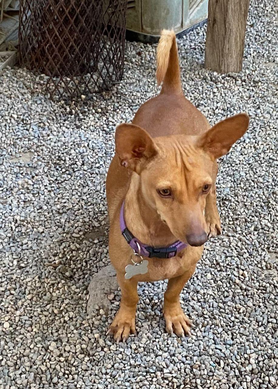 Dogs for Adoption Small - Salty Dog Rescue