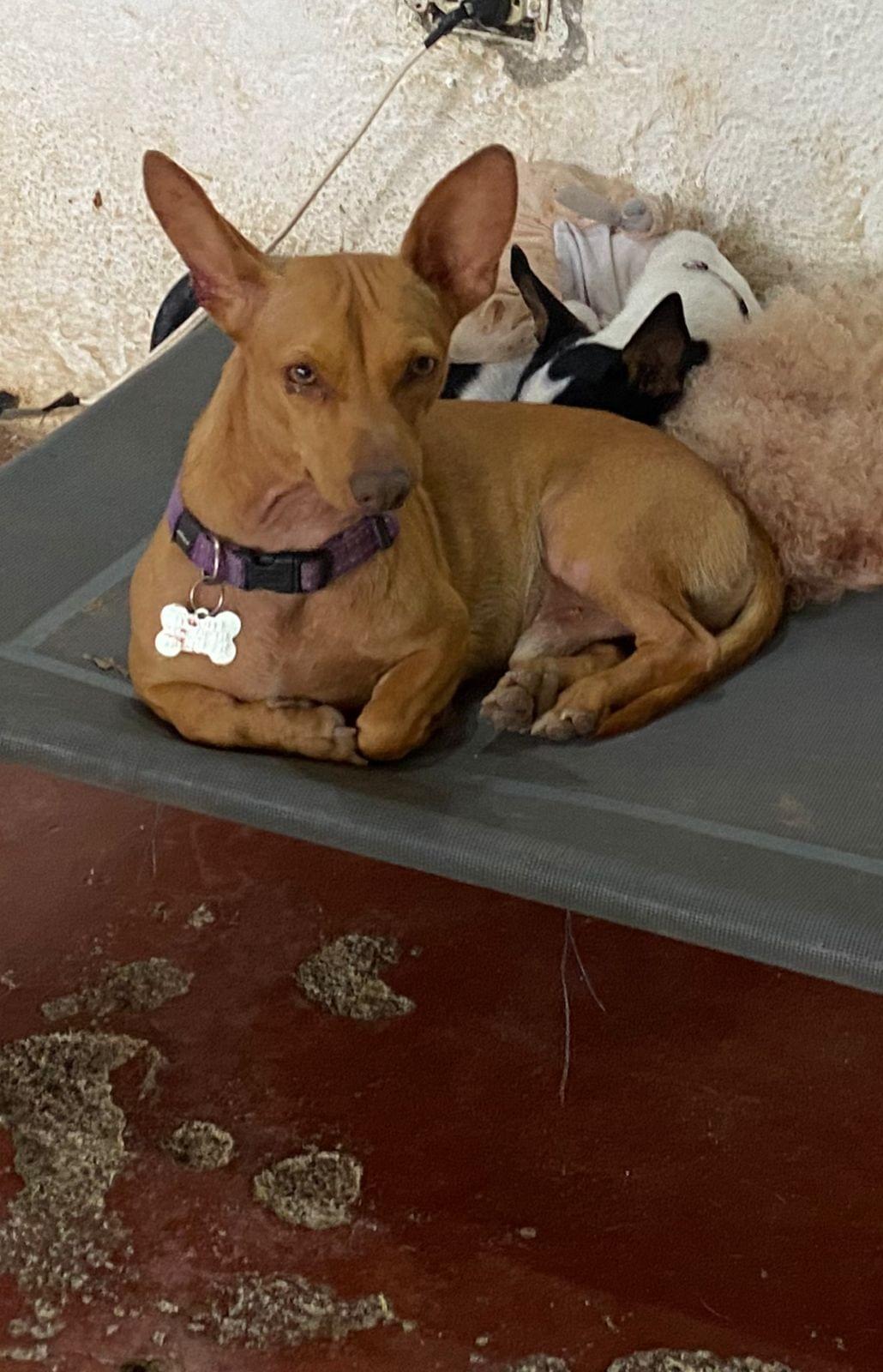 Dogs for Adoption Small - Salty Dog Rescue