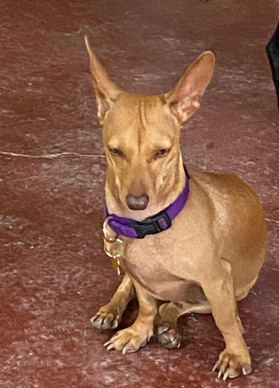 Dogs for Adoption Small - Salty Dog Rescue