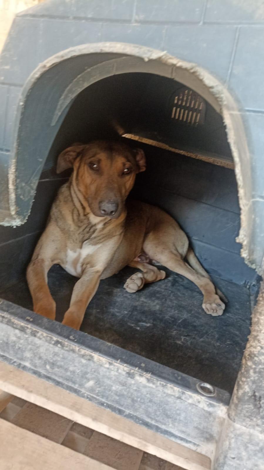 Dogs for Adoption Small - Salty Dog Rescue