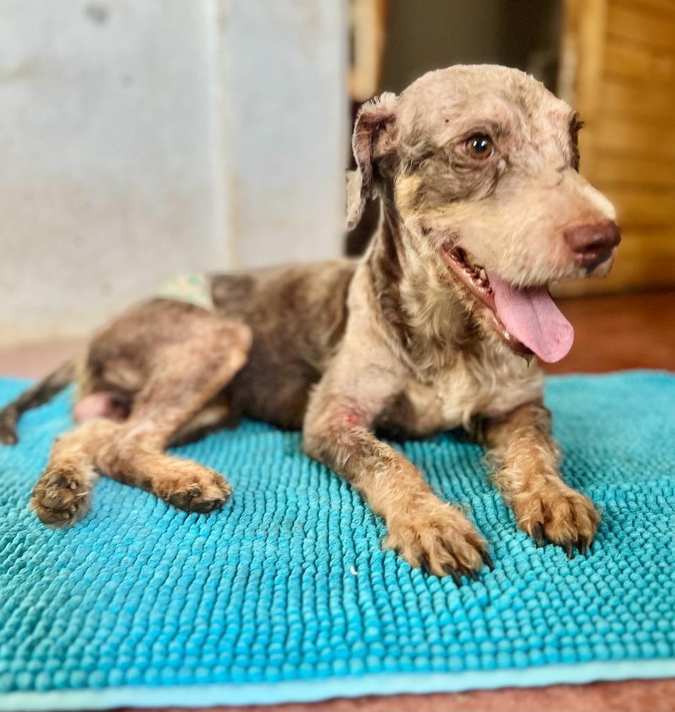 Dogs for Adoption Small - Salty Dog Rescue