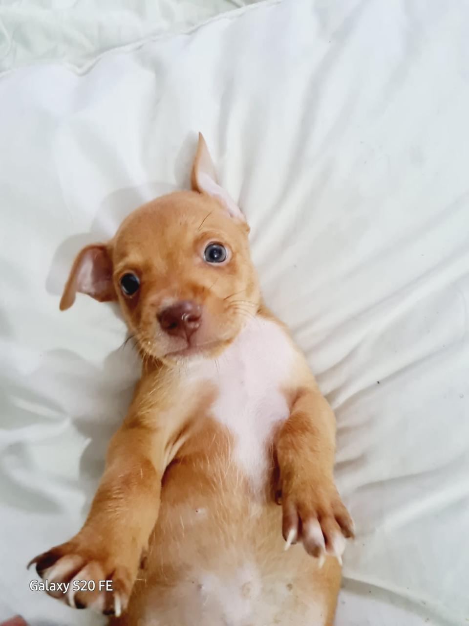 Dogs for Adoption Small - Salty Dog Rescue