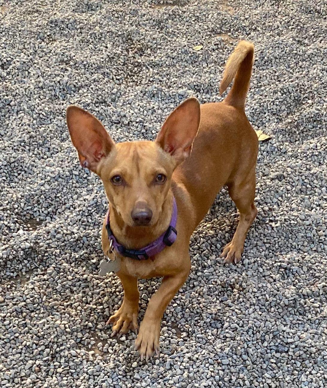 Dogs for Adoption Small - Salty Dog Rescue