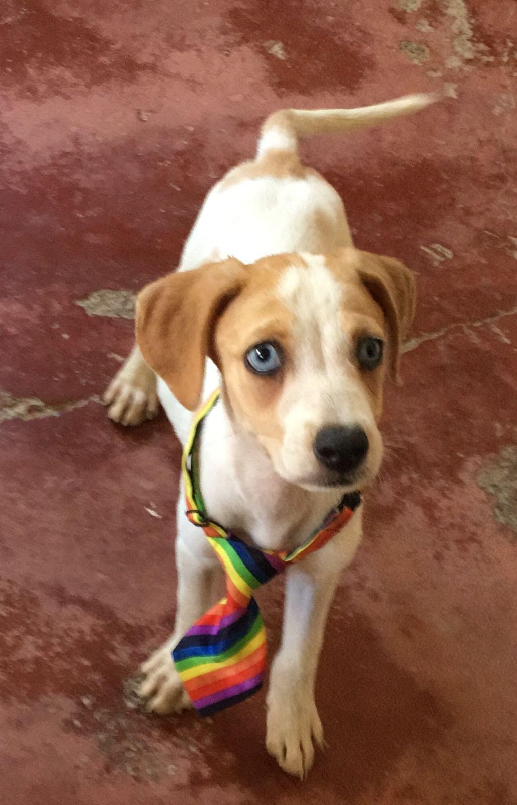 Dogs for Adoption Small - Salty Dog Rescue