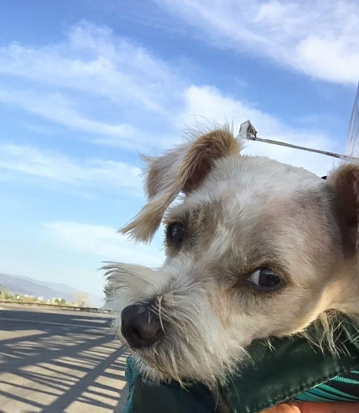 Dogs for Adoption Small - Salty Dog Rescue