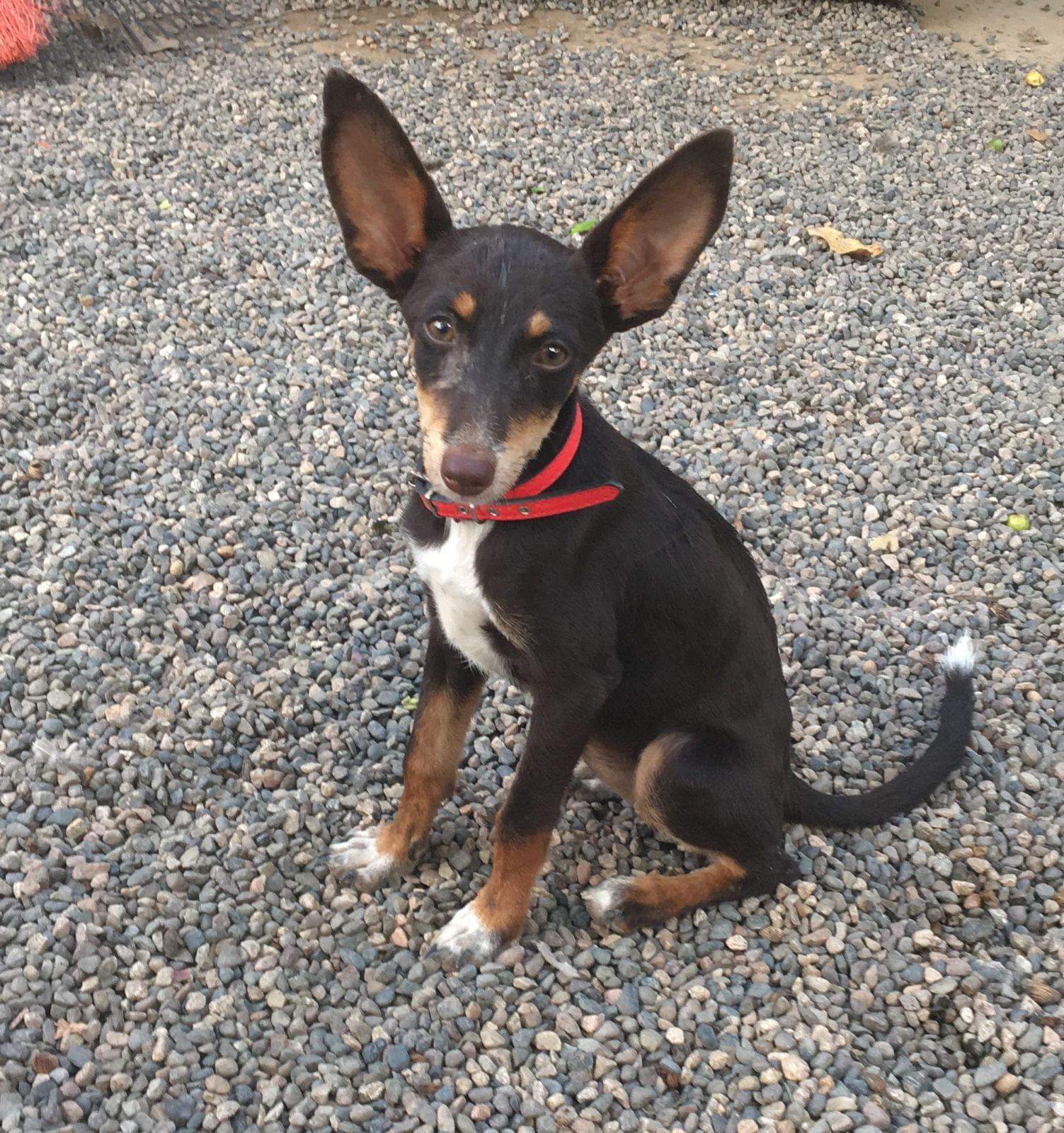 Dogs for Adoption Small - Salty Dog Rescue