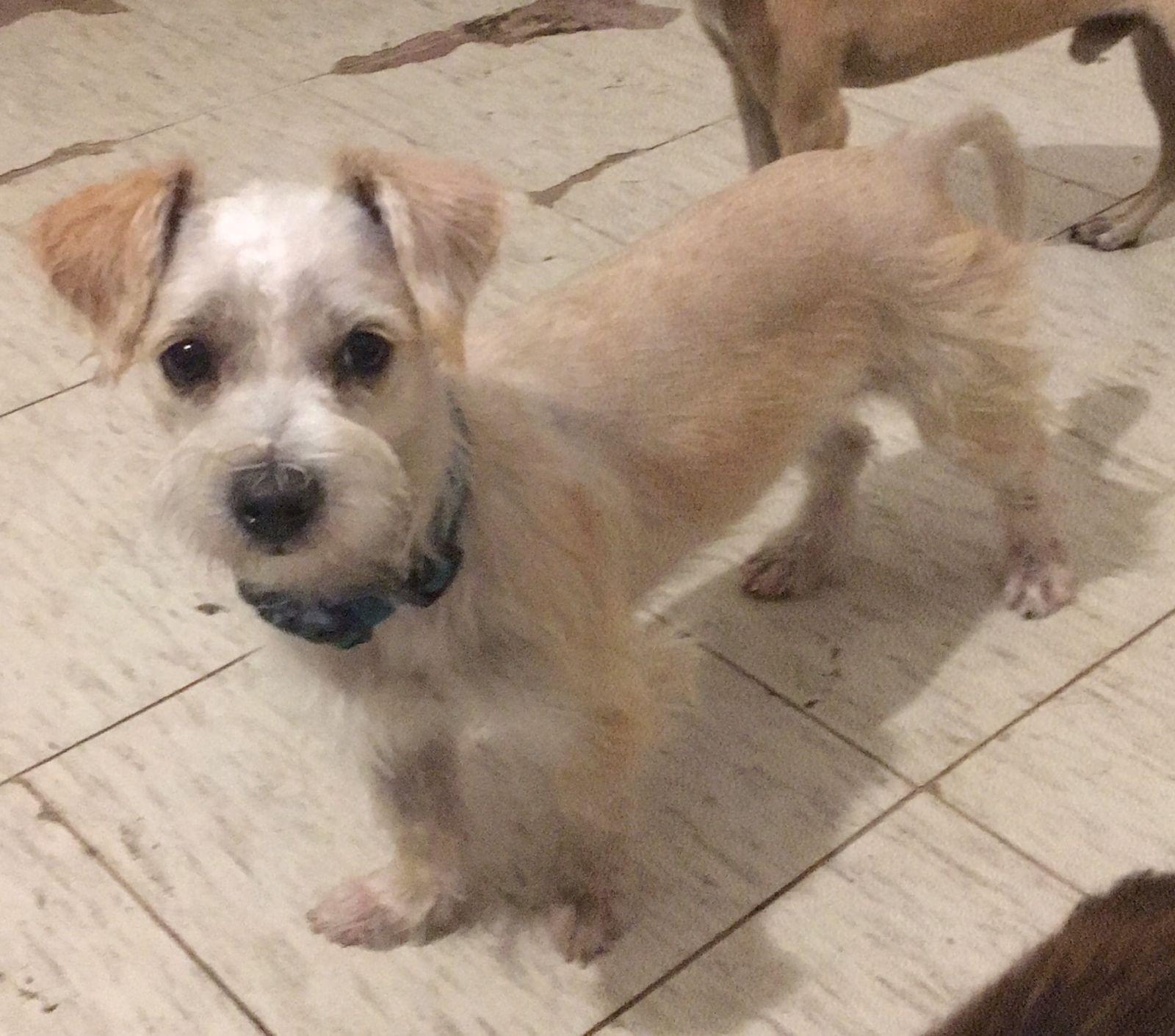 Dogs for Adoption Small - Salty Dog Rescue