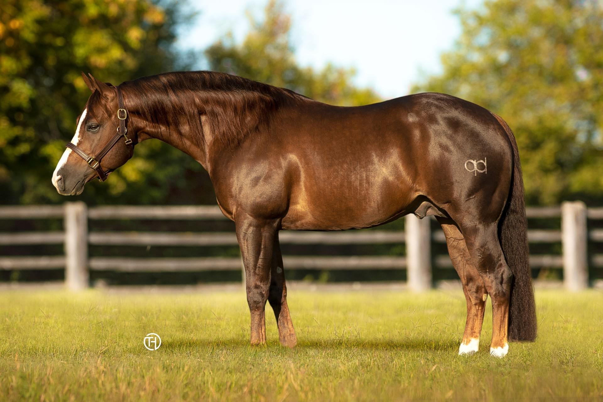 COLONELS DANCING GUN - NRHA FRANCE STALLION AUCTION