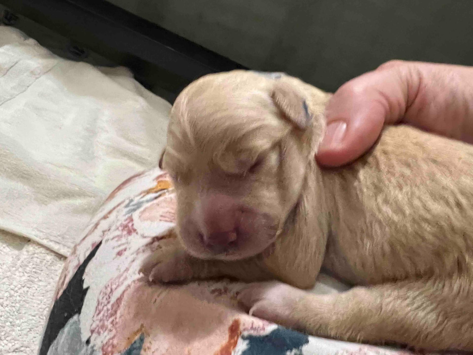 Home - fauloaksfarmgoldenretrievers where we profuse breed standard ...