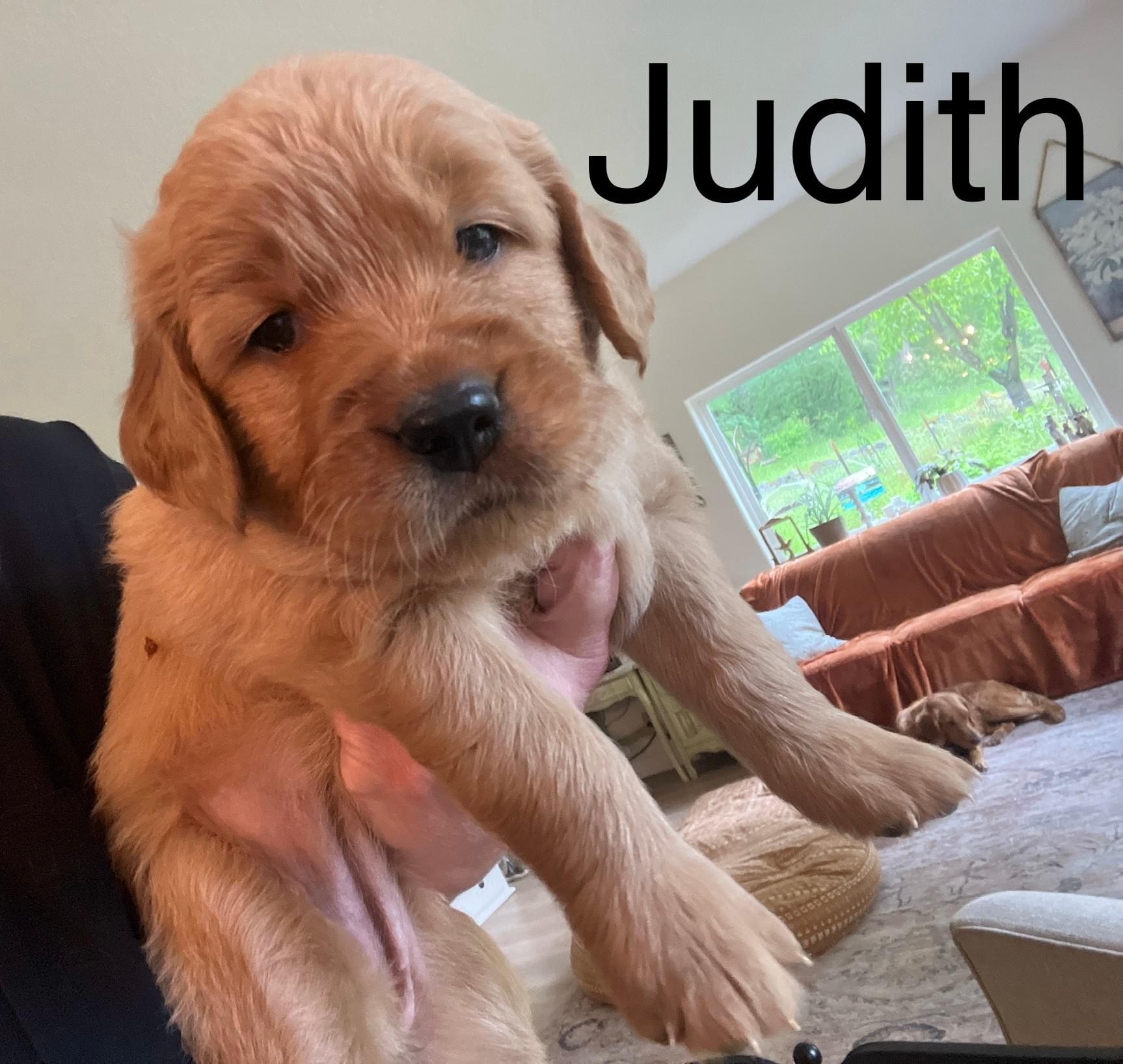 Home - fauloaksfarmgoldenretrievers where we profuse breed standard ...