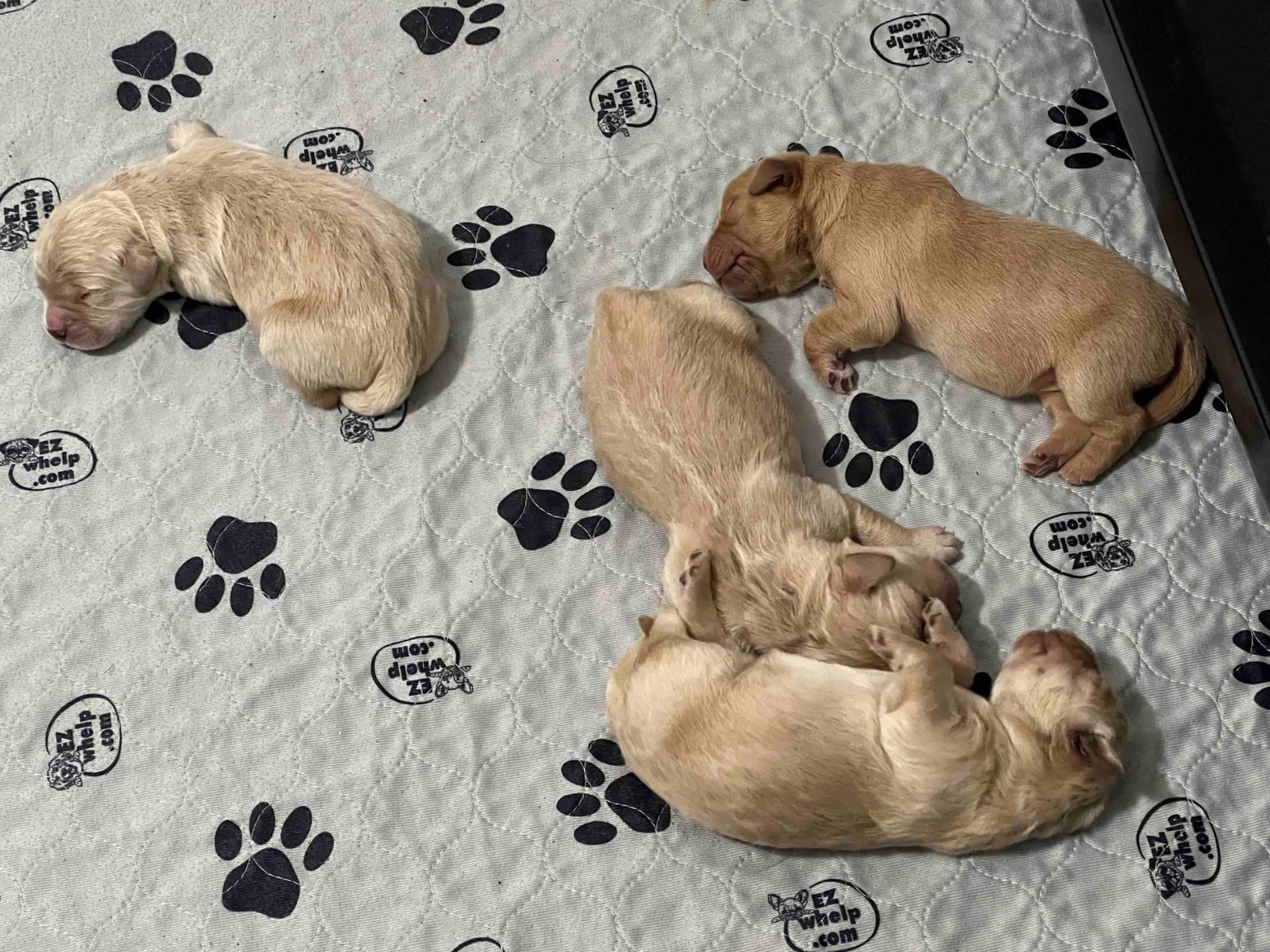 Home - fauloaksfarmgoldenretrievers where we profuse breed standard ...