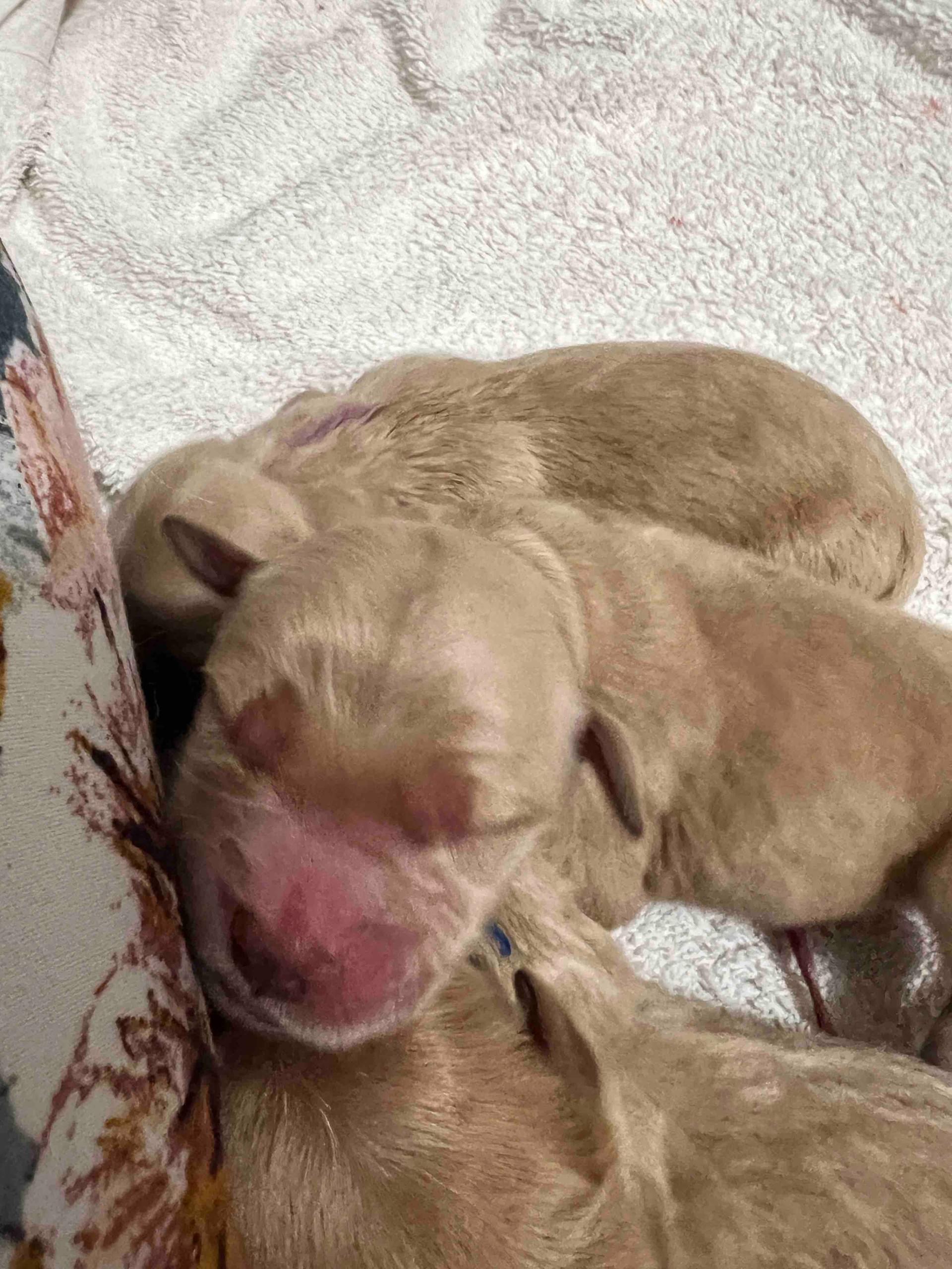 Home - fauloaksfarmgoldenretrievers where we profuse breed standard ...