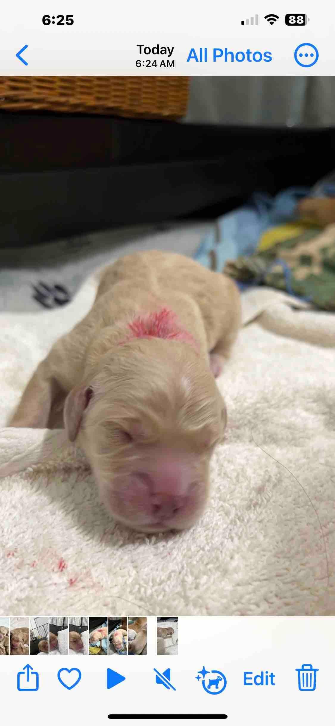 Home - fauloaksfarmgoldenretrievers where we profuse breed standard ...