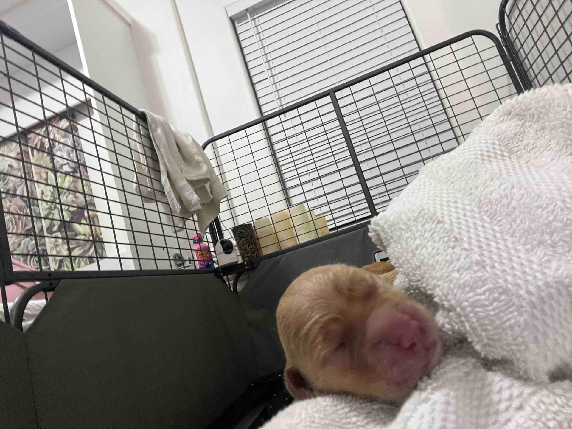 Home - fauloaksfarmgoldenretrievers where we profuse breed standard ...