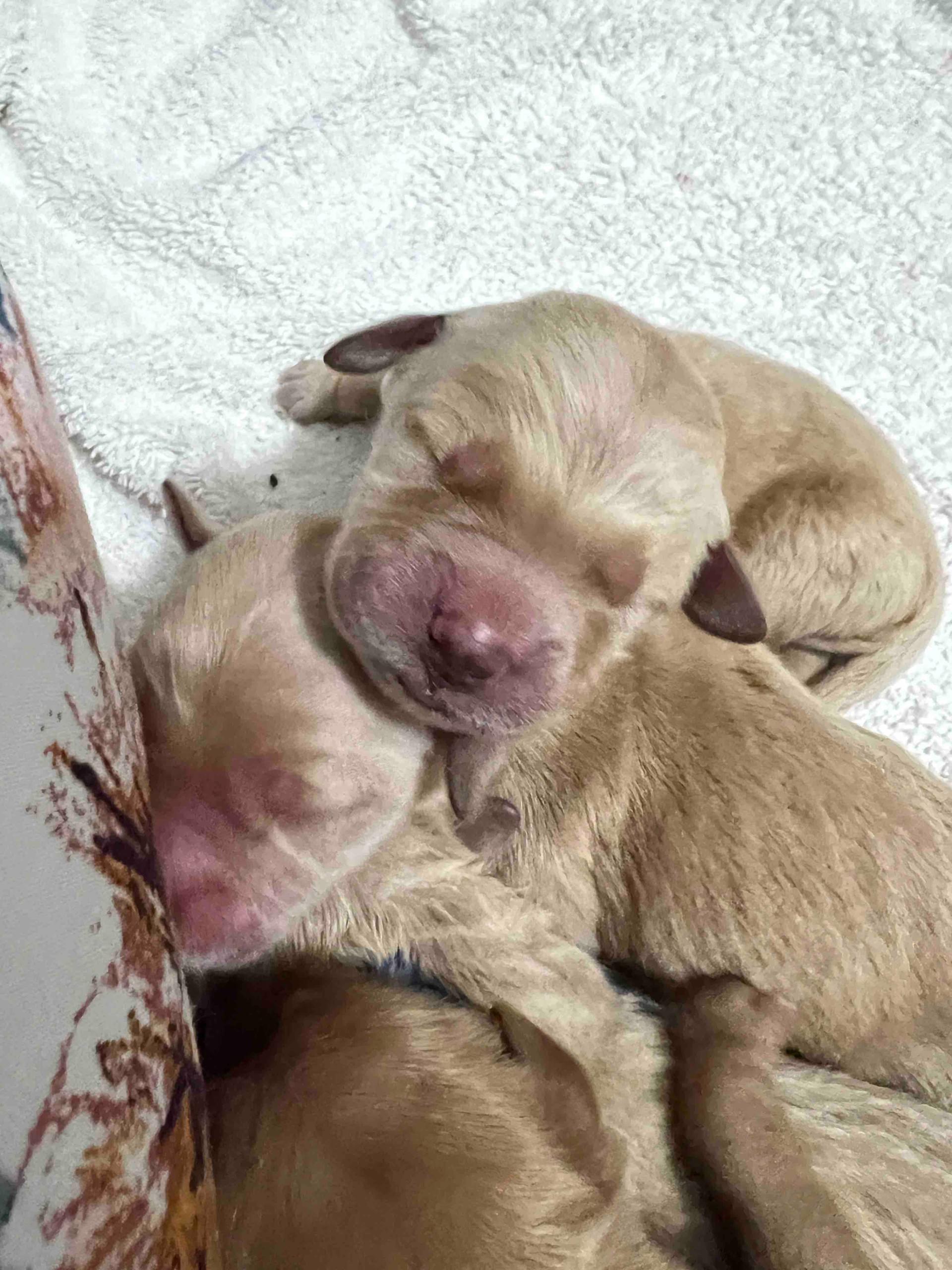 Home - fauloaksfarmgoldenretrievers where we profuse breed standard ...