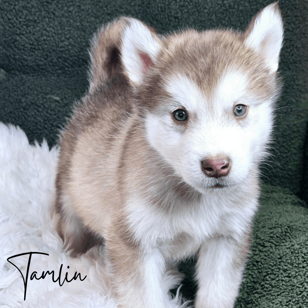 Available Puppies - Sunset Malamutes