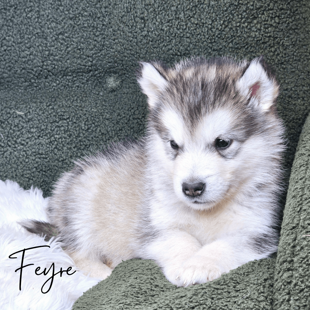 Available Puppies - Sunset Malamutes