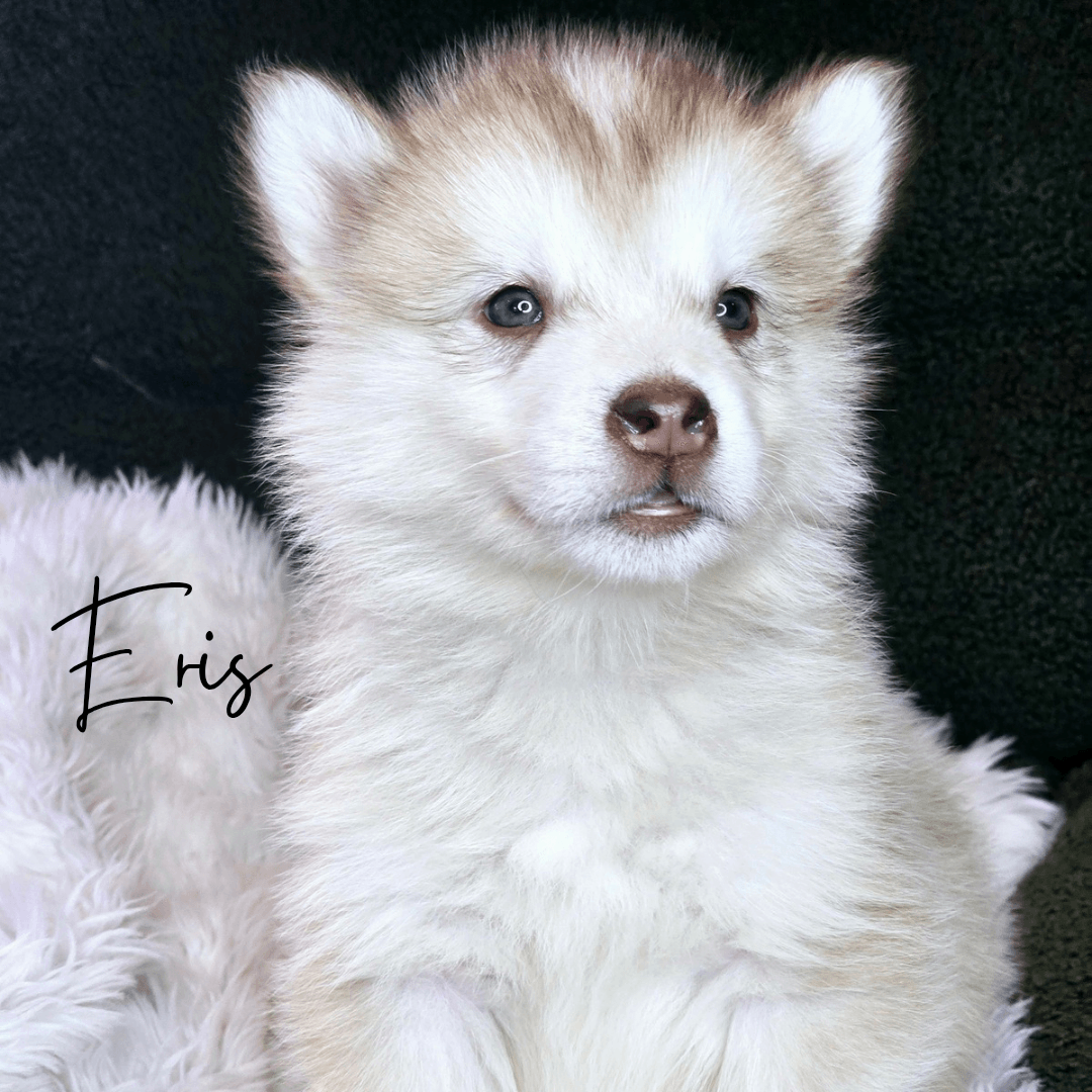 Available Puppies - Sunset Malamutes