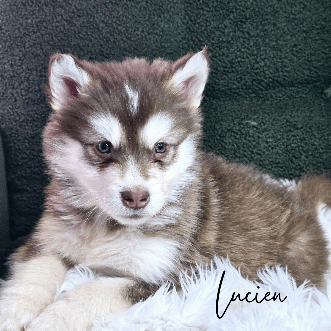Available Puppies - Sunset Malamutes