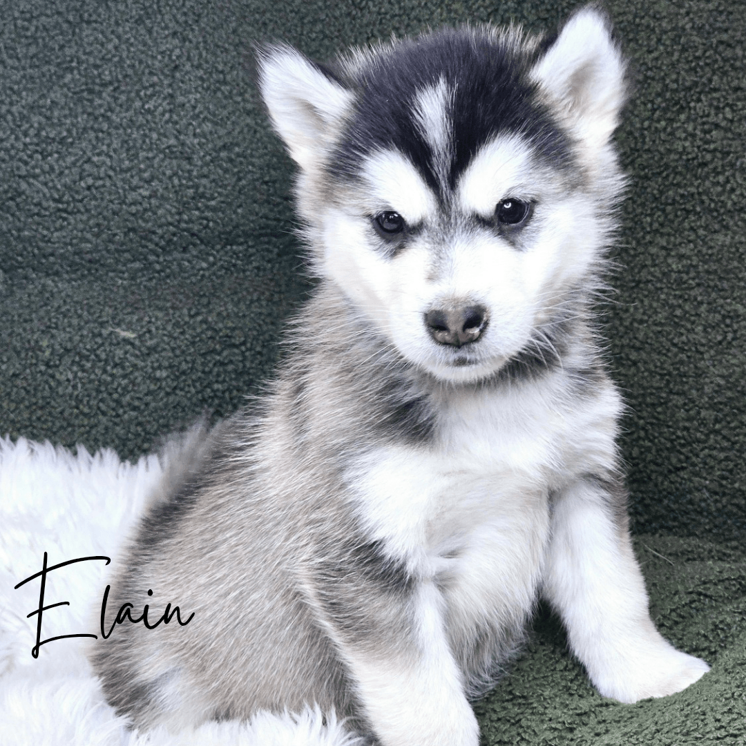 Available Puppies - Sunset Malamutes