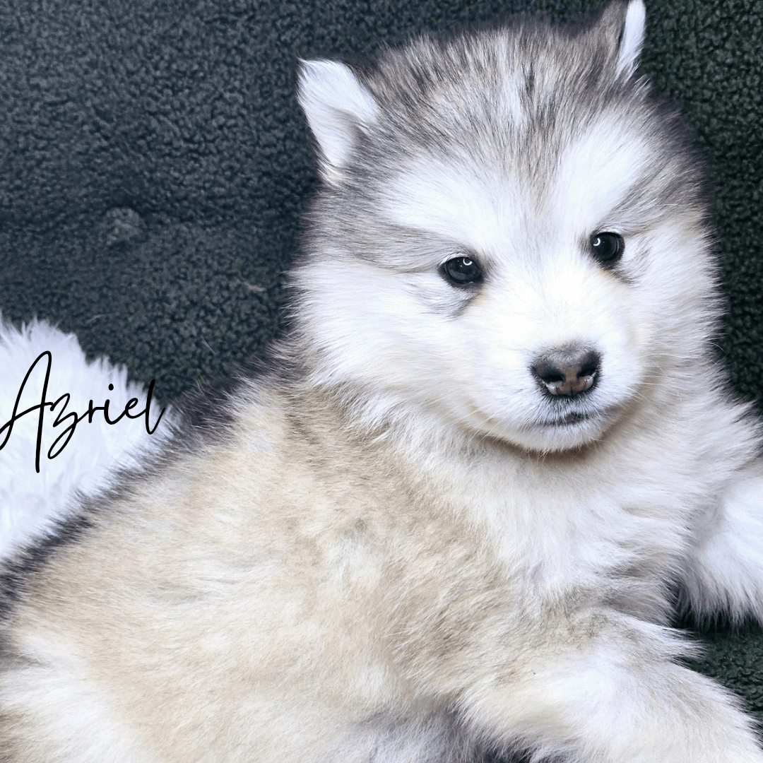 Available Puppies - Sunset Malamutes