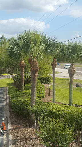 Arenas Lawn Mintenance and Service Landscaping Gallery